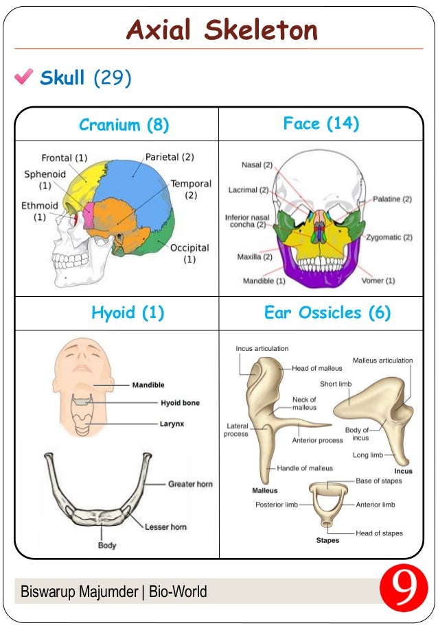 Skeleton : Movement and Locomotion
