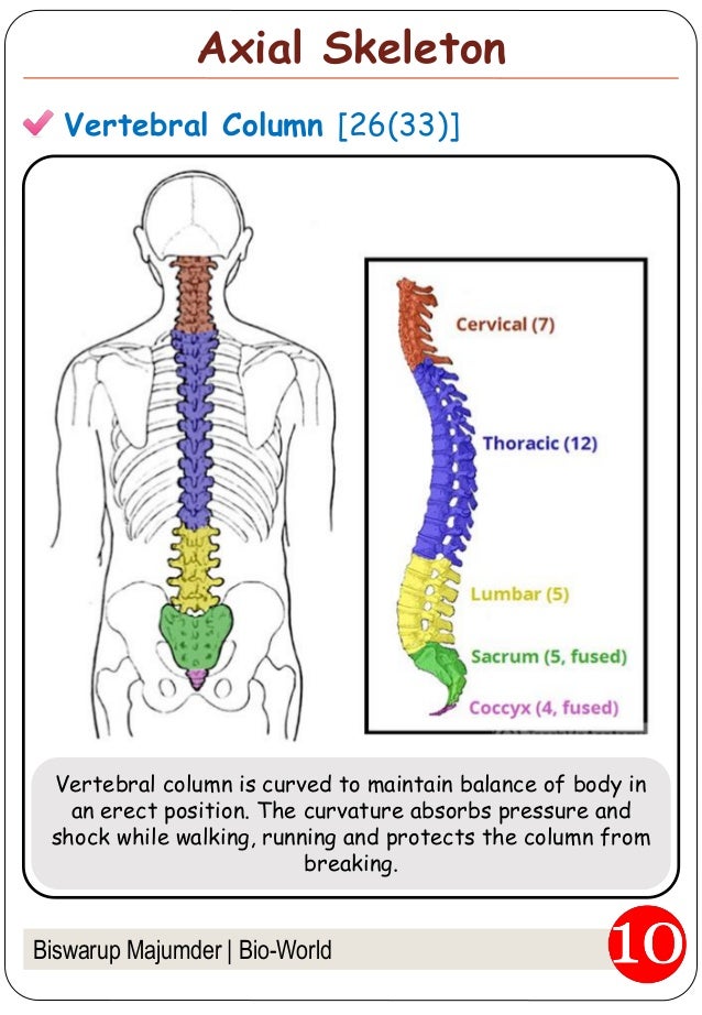 Skeleton : Movement and Locomotion