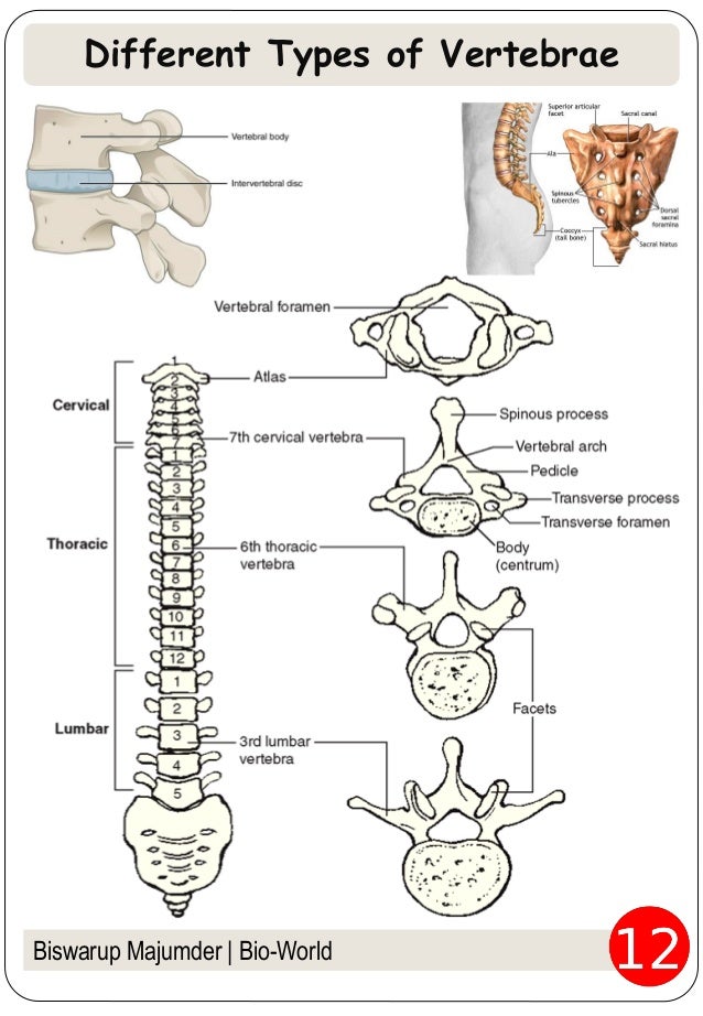 Skeleton : Movement and Locomotion