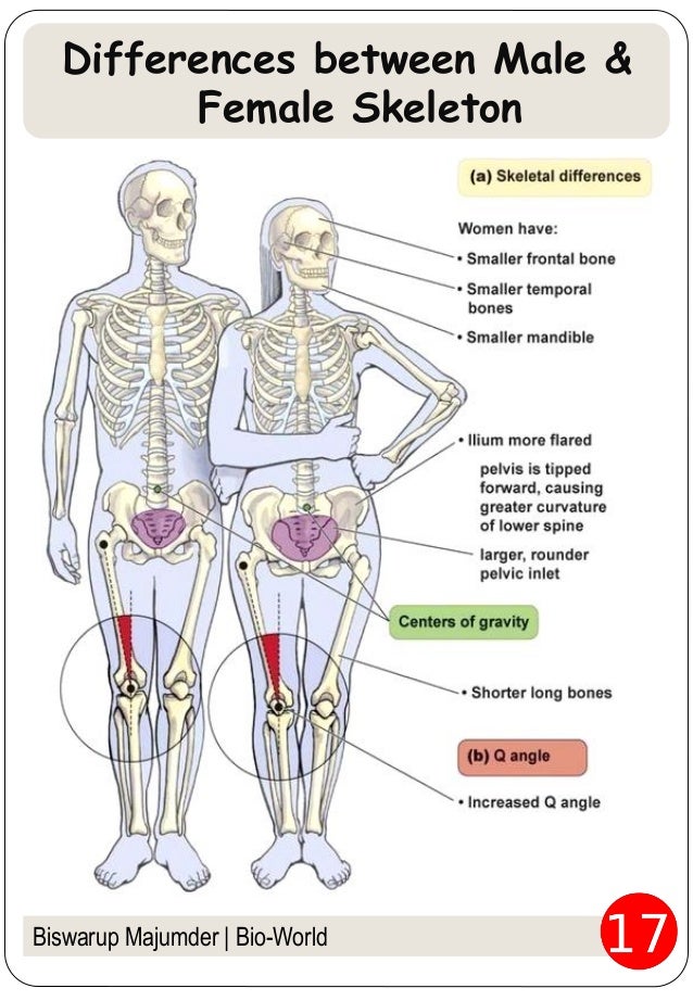 Skeleton : Movement and Locomotion