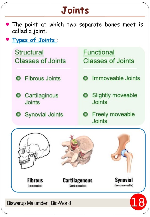 Skeleton : Movement and Locomotion