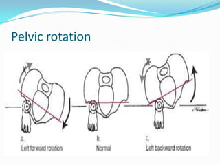 Movement at hip joint amir | PPT
