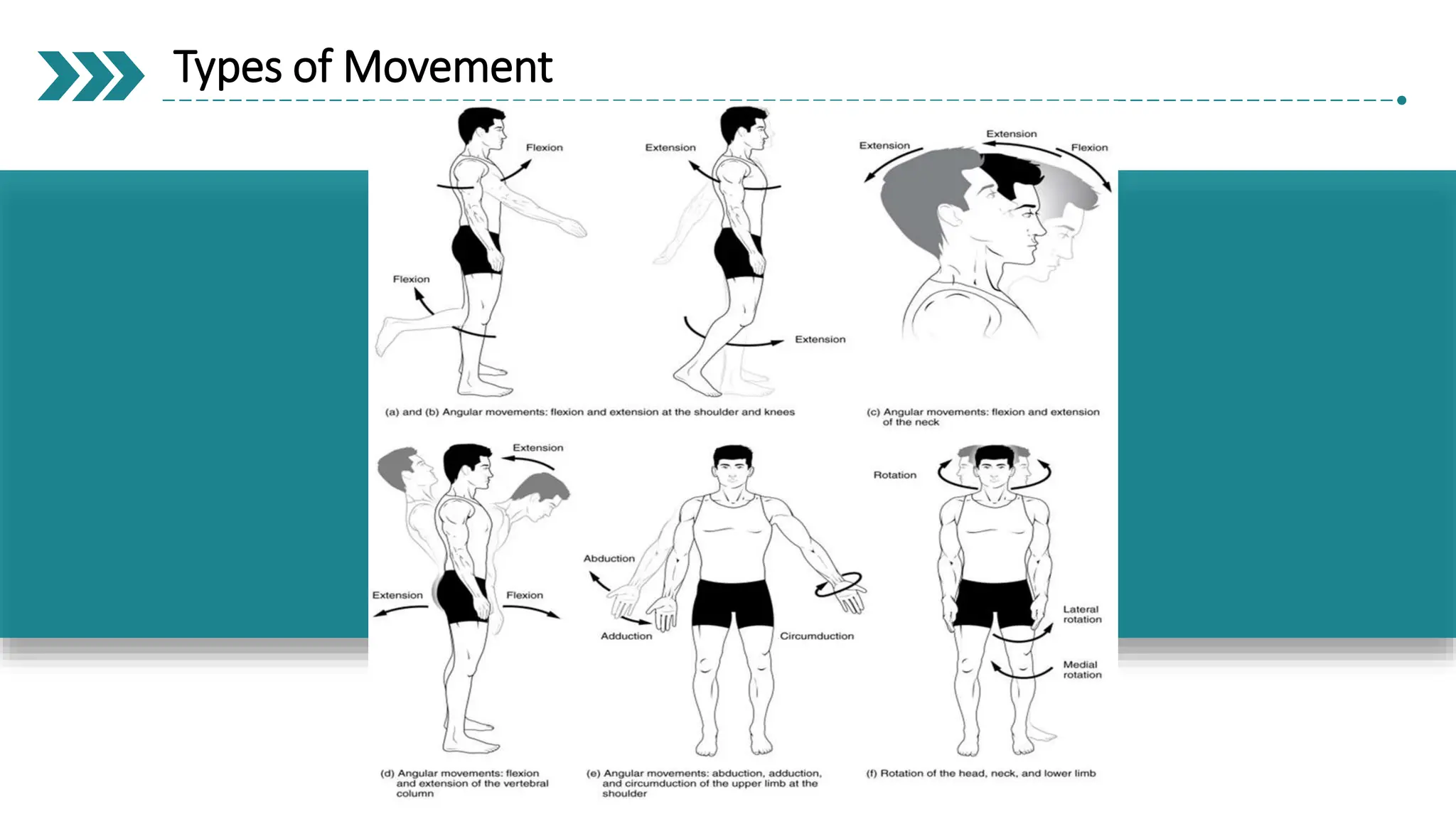MOVEMENT EDUCATION PPT.pptx