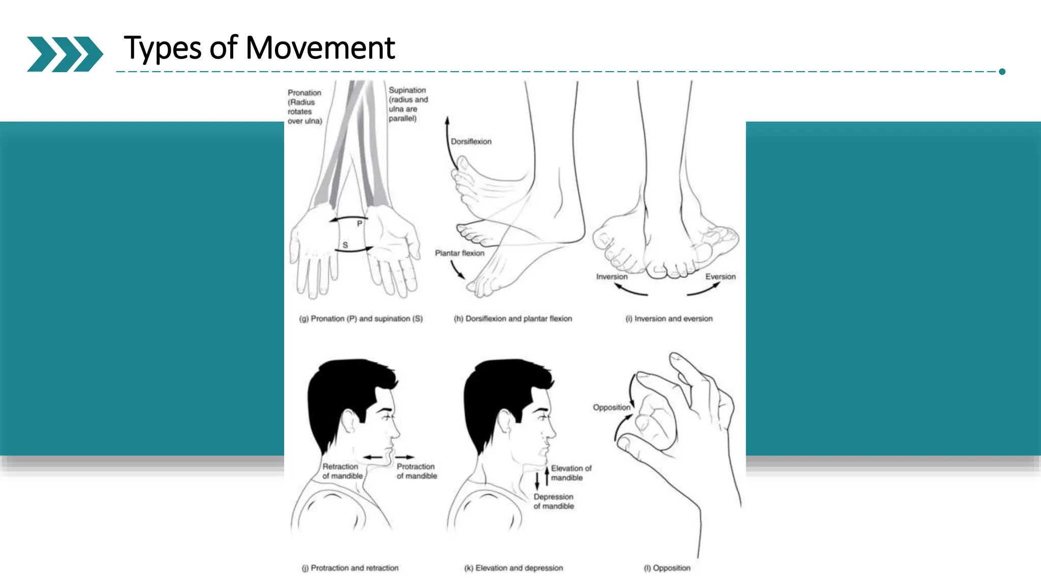 MOVEMENT EDUCATION PPT.pptx