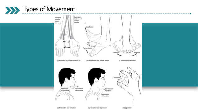 MOVEMENT EDUCATION PPT.pptx
