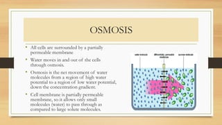 movement in and out of the cell for o level and igcse students.pdf