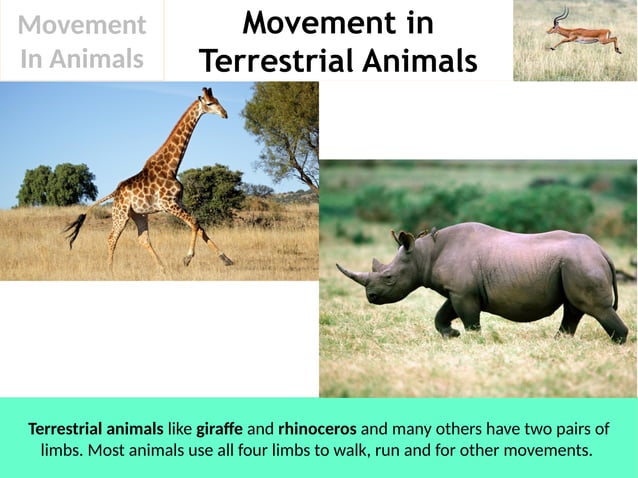 movementinanimals-150817101046-lva1-app6891.pptx