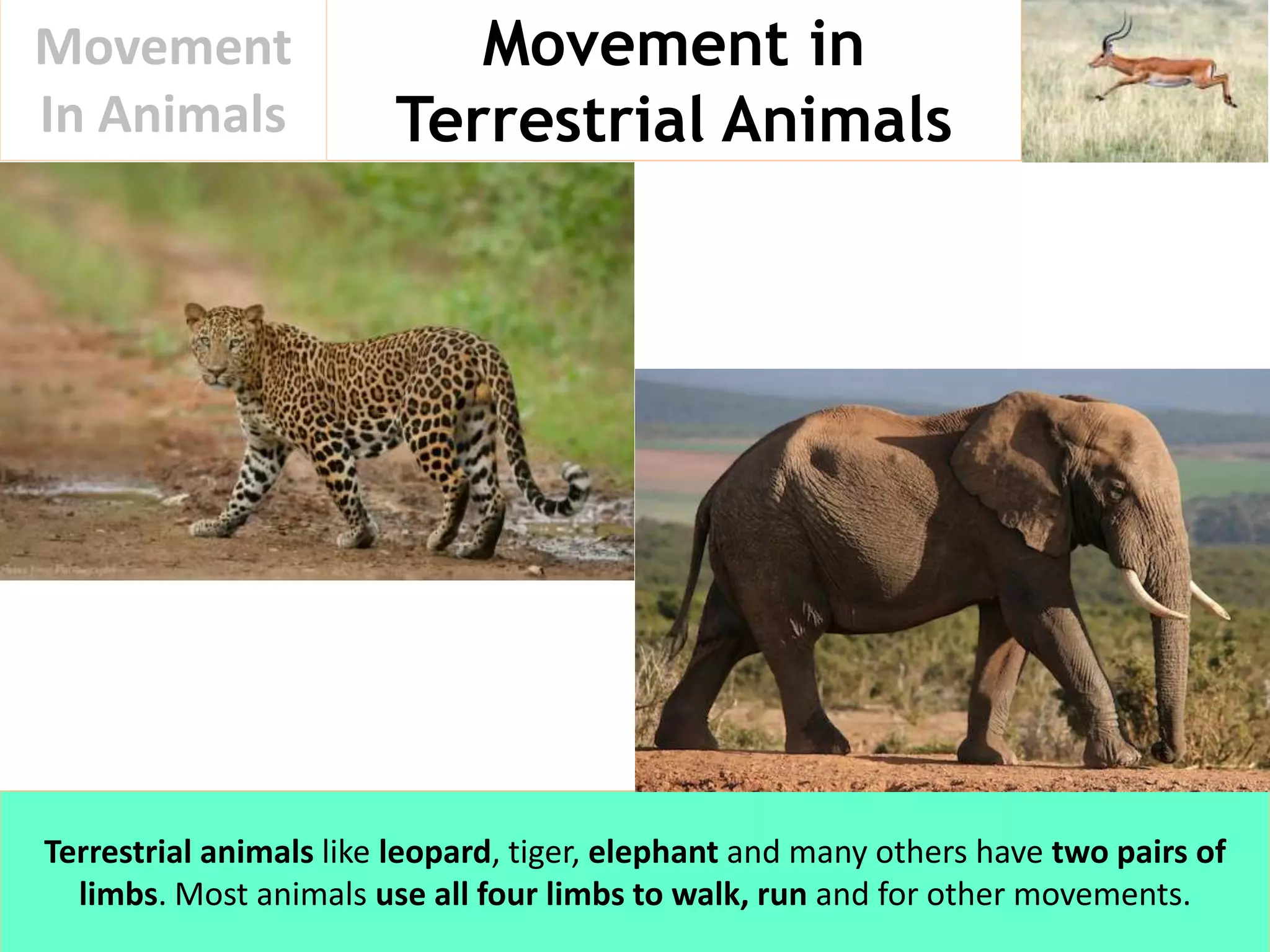 Movement In Animals | PPTX