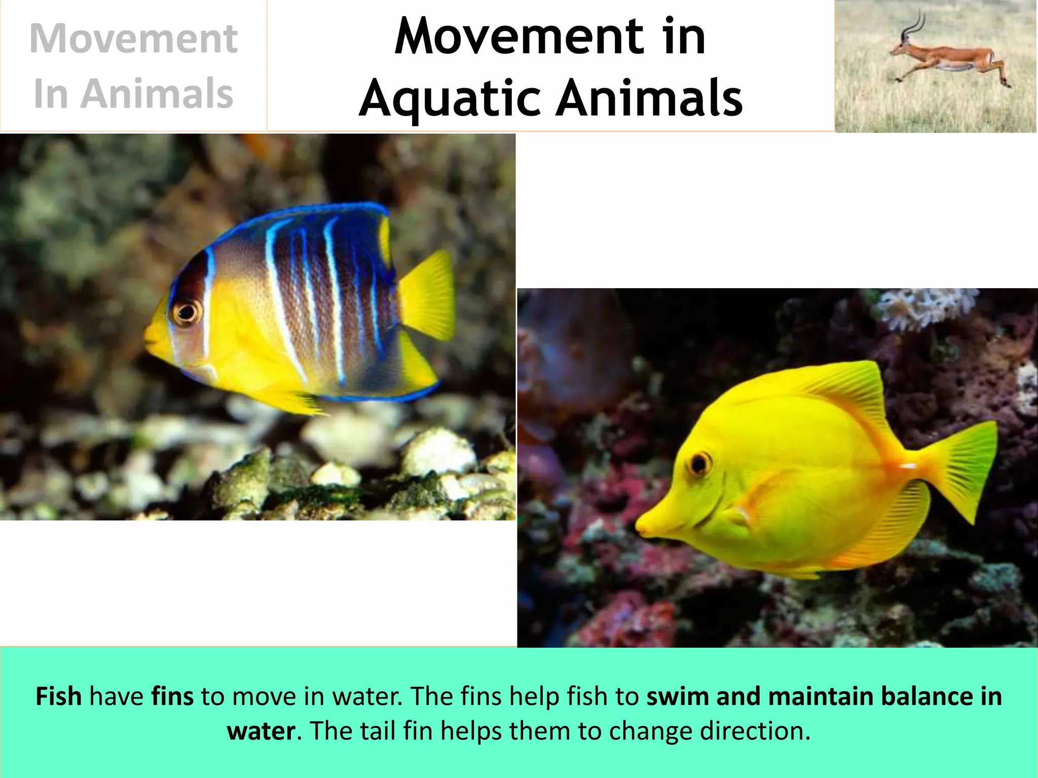 Movement In Animals | PPTX