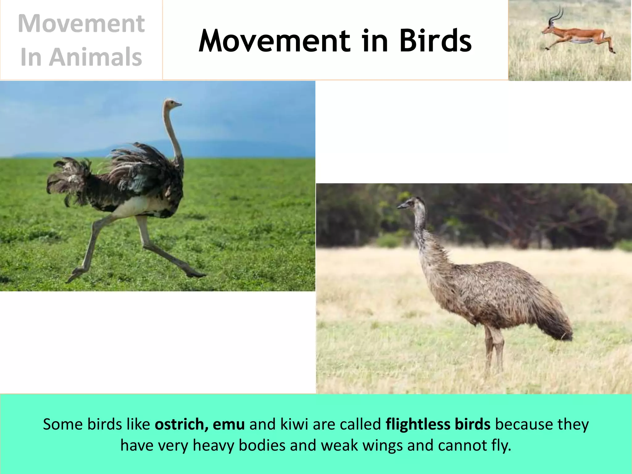 Movement In Animals | PPTX