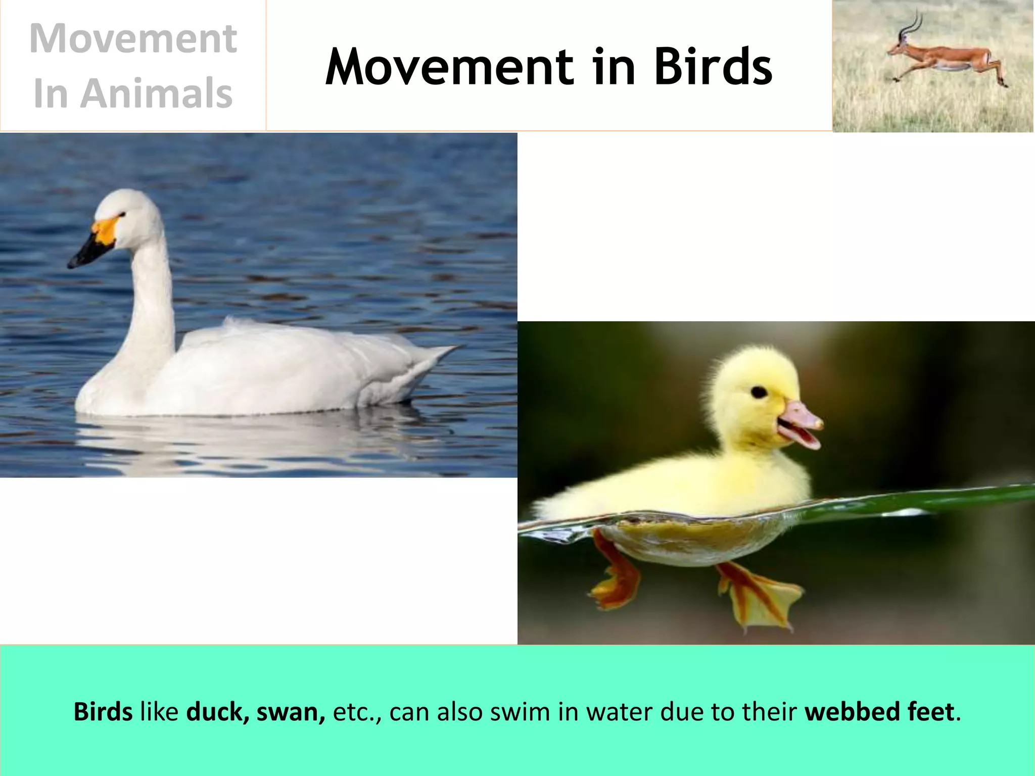 Movement In Animals | PPTX