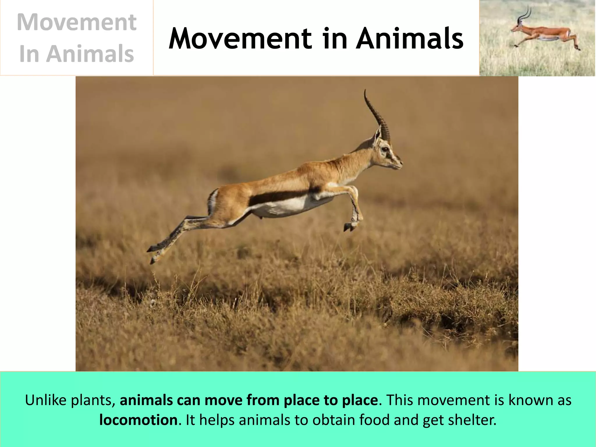 Movement In Animals | PPTX