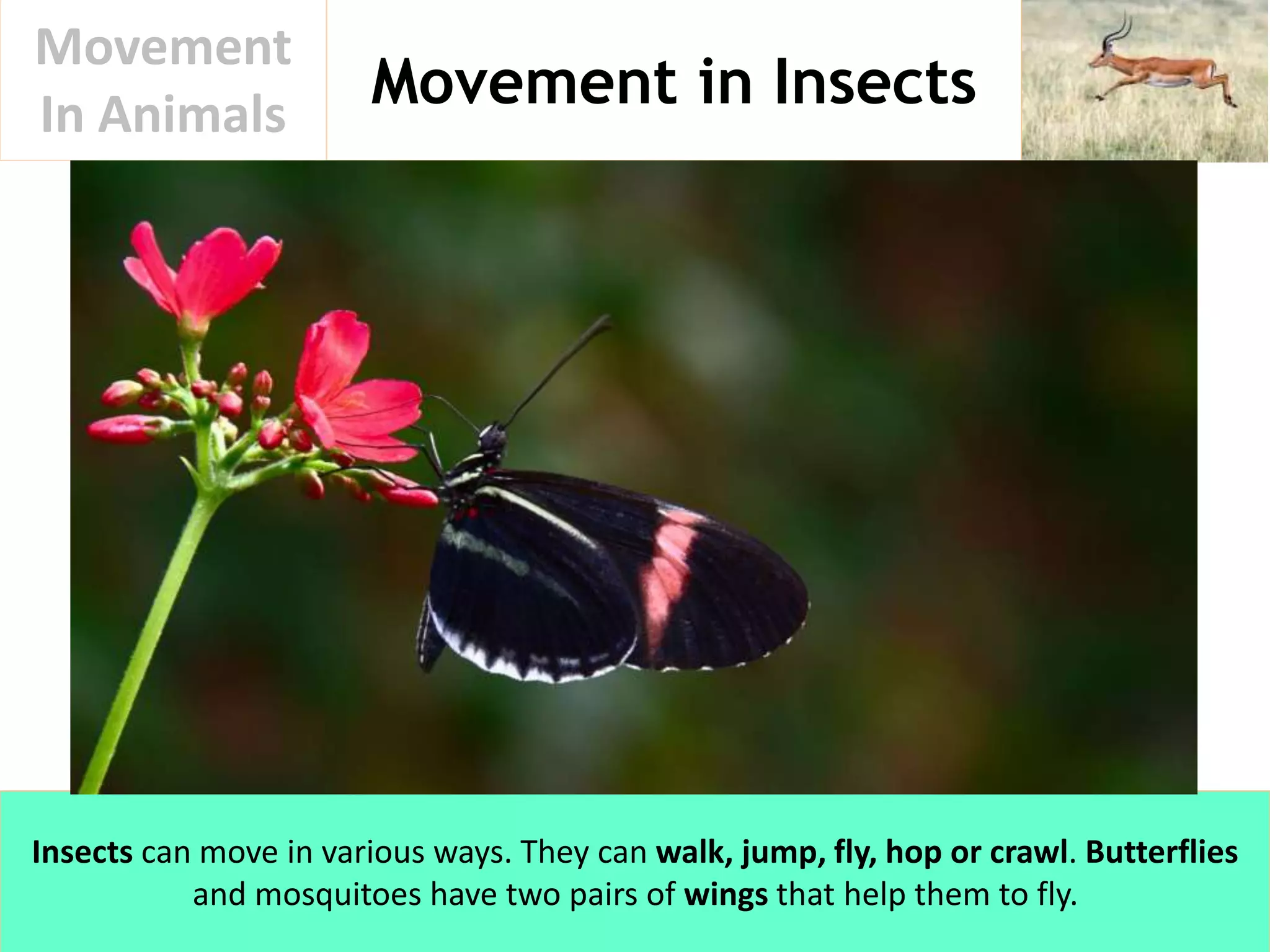 Movement In Animals | PPTX