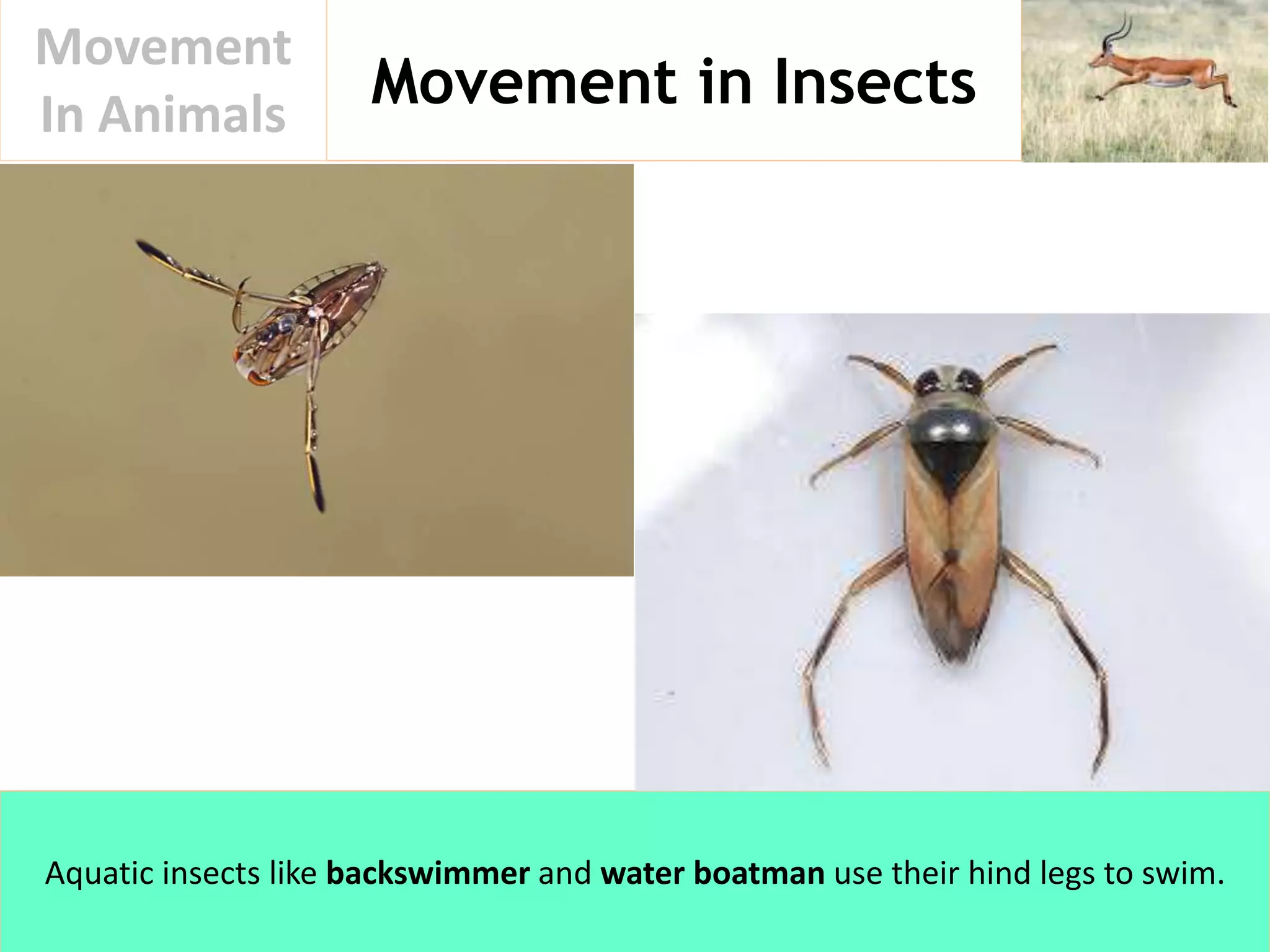 Movement In Animals | PPTX