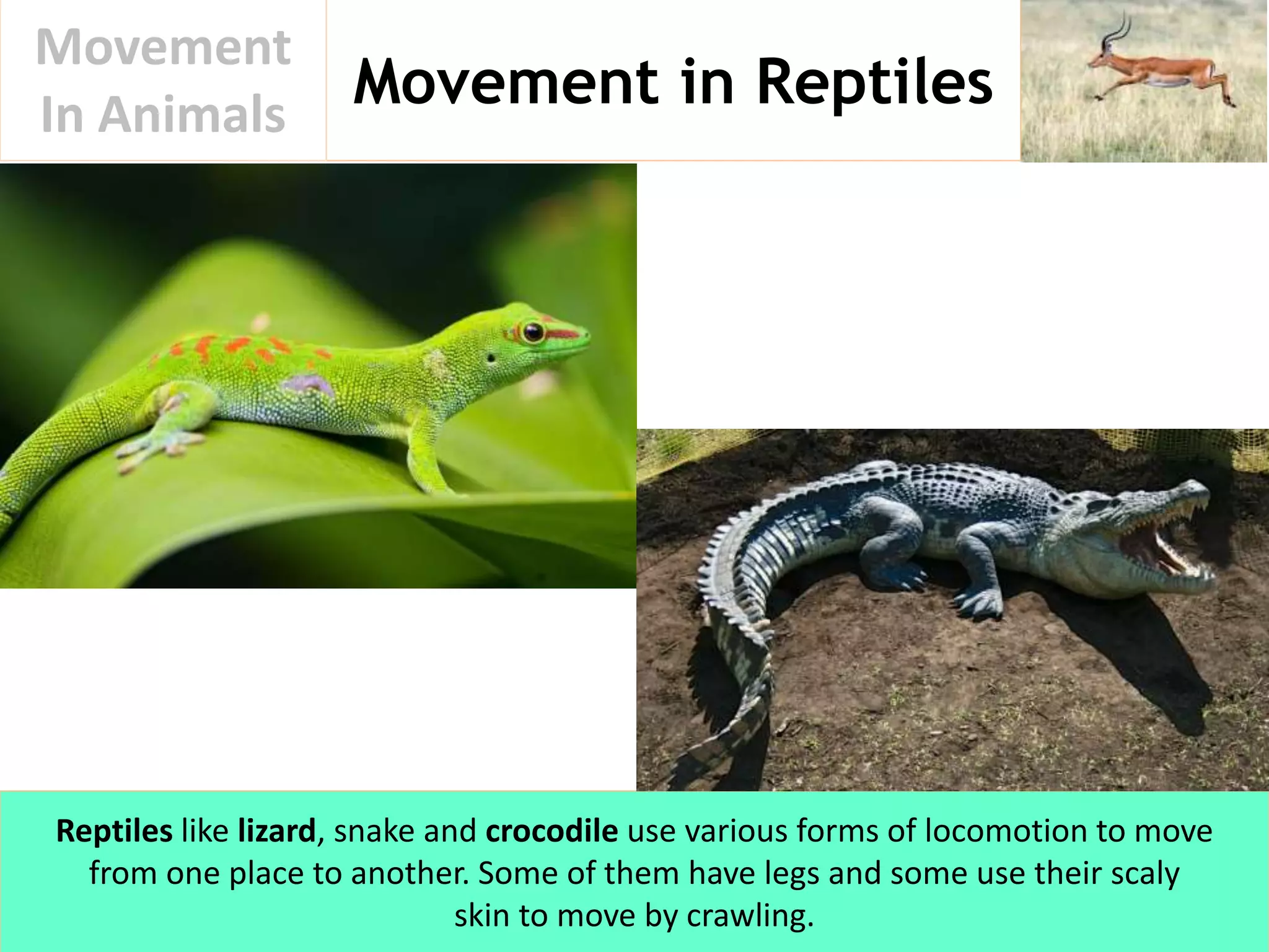 Movement In Animals | PPTX