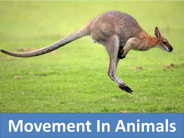 Movement In Animals | PPTX