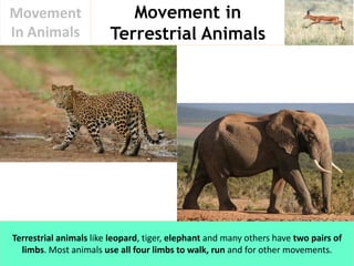 Movement In Animals | PPTX