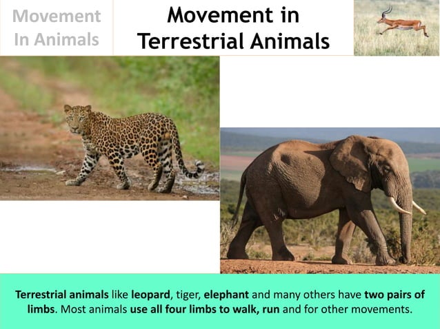 Movement In Animals | PPTX