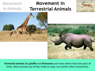 Movement In Animals | PPTX