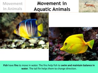 Movement In Animals | PPTX