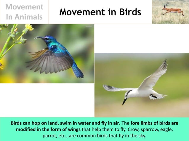 Movement In Animals | PPTX