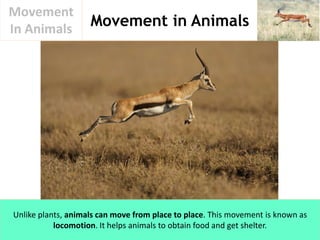 Movement In Animals | PPTX