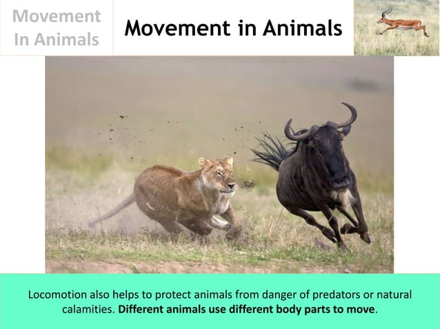 Movement In Animals | PPTX