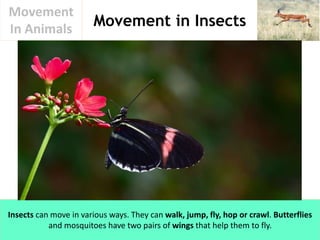 Movement In Animals | PPTX