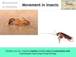 Movement In Animals | PPTX
