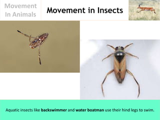 Movement In Animals | PPTX