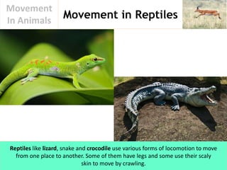 Movement In Animals | PPTX