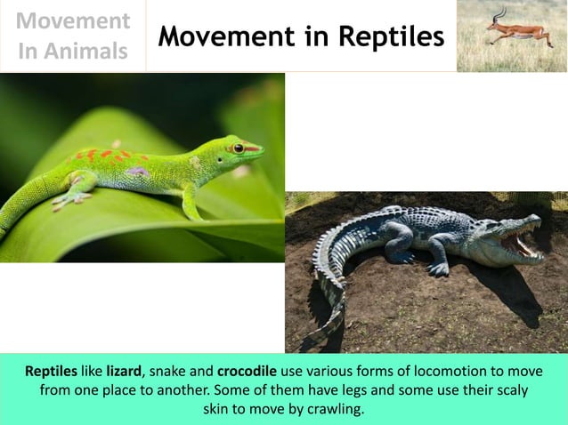 Movement In Animals | PPTX