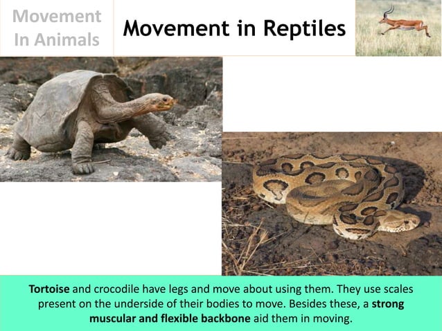 Movement In Animals | PPTX