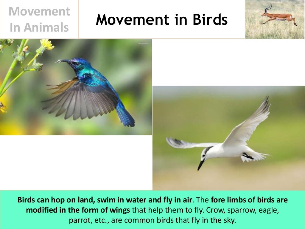 Movement In Animals