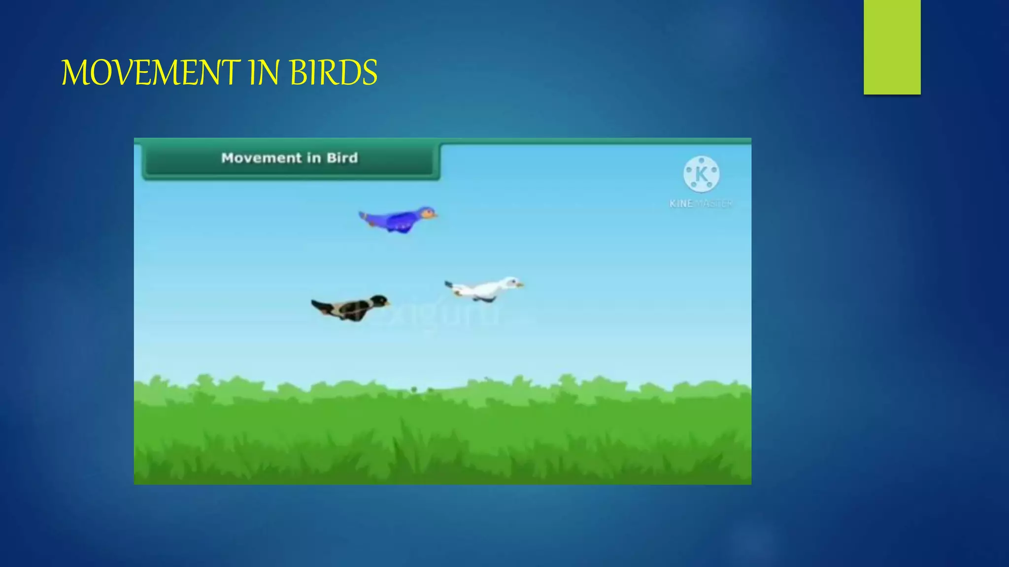Movement in animals | PPTX
