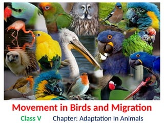 Movement in Birds and Migration, siberian crane, arctic tern | PPTX