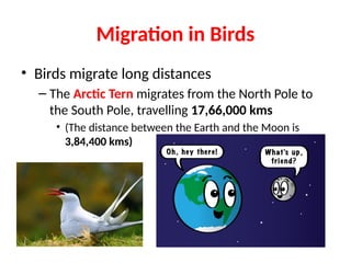 Movement in Birds and Migration, siberian crane, arctic tern | PPTX