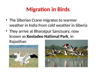Movement in Birds and Migration, siberian crane, arctic tern | PPTX