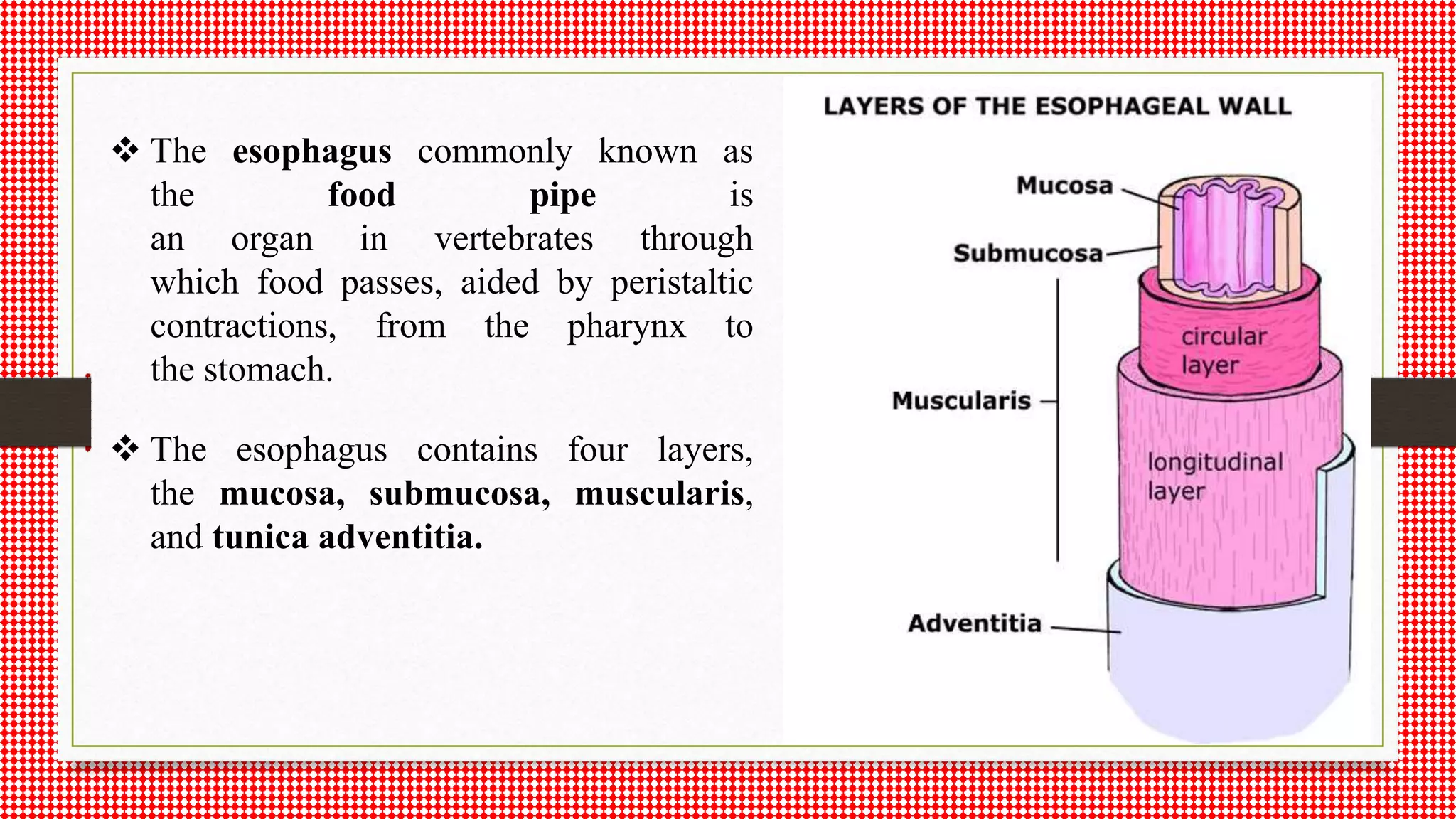 Movement in gastrointestinal tract | PPTX