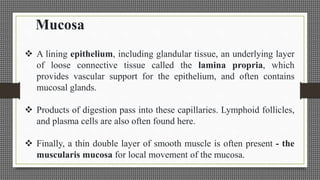 Movement in gastrointestinal tract | PPTX