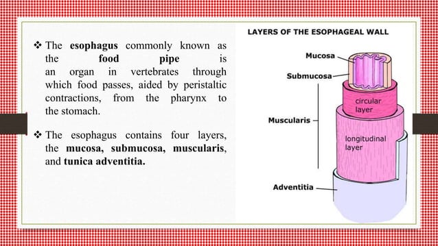 Movement in gastrointestinal tract | PPTX