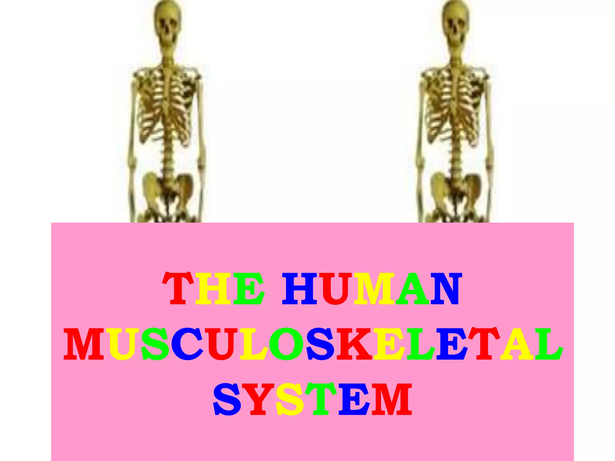 8-2. Movement in humans | PPT