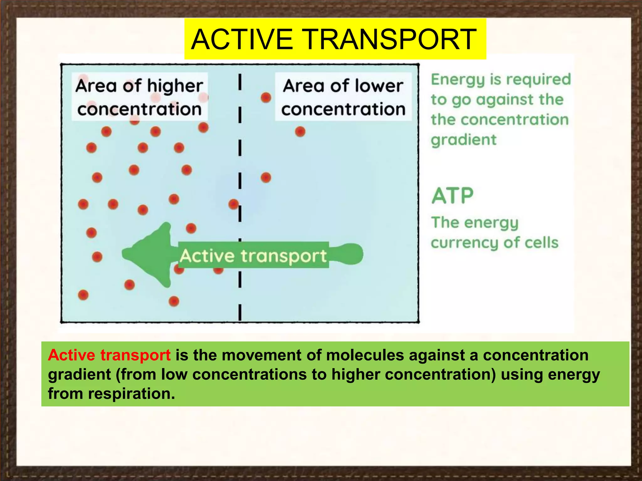 Movement in & Out Cell.ppt