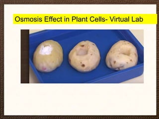 Movement in & Out Cell.ppt