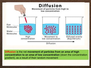 Movement in & Out Cell.ppt