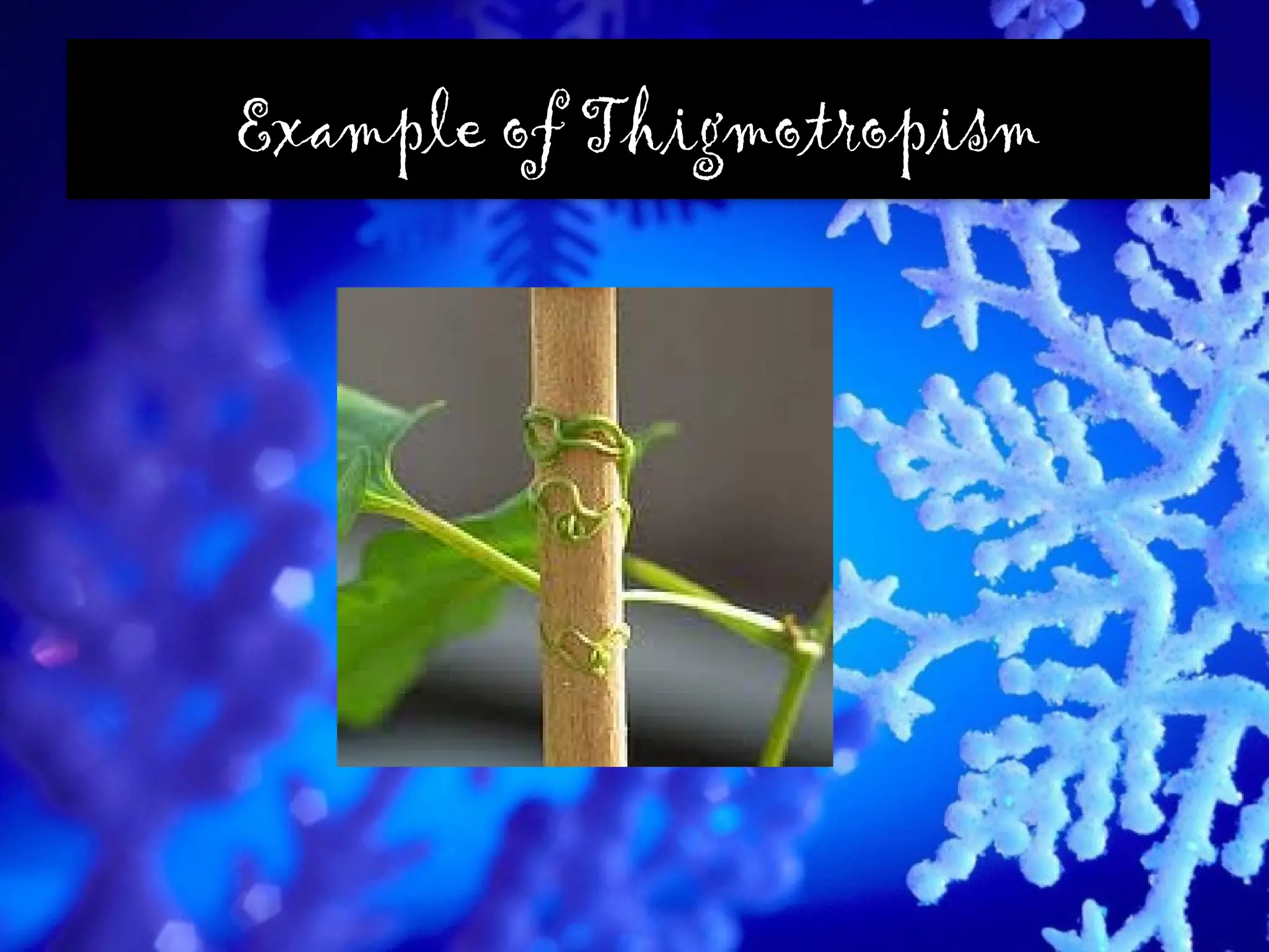 MOVEMENT IN PLANT PRESENTATION JUNIOR HIGH SCHOOL | PPTX