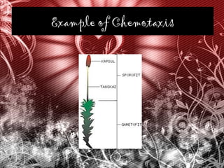 MOVEMENT IN PLANT PRESENTATION JUNIOR HIGH SCHOOL | PPTX