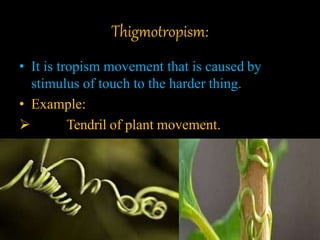 Movement in plants | PPTX
