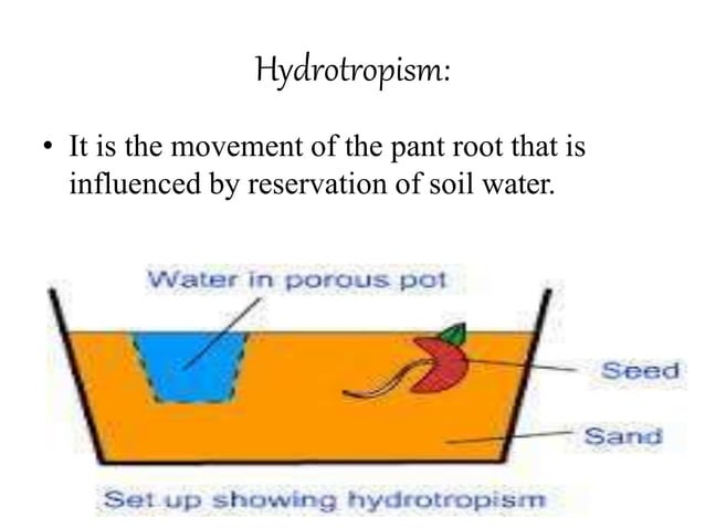 Movement in plants | PPT