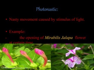Movement in plants | PPTX